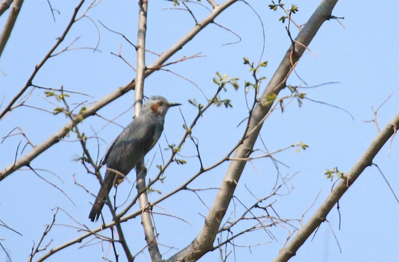 Canon Bird Branch Project | Biodiversity Initiatives | Activities at ...