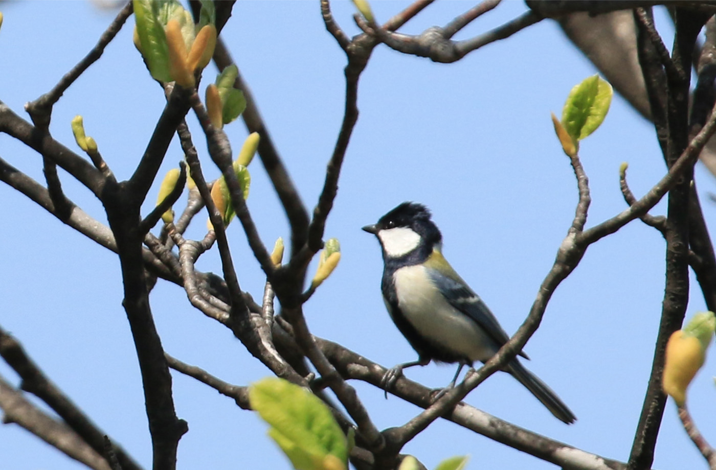 Canon Bird Branch Project | Biodiversity Initiatives | Activities at ...