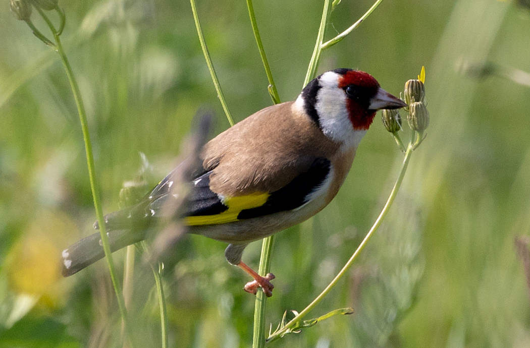 Canon Bird Branch Project | Biodiversity Initiatives | Activities at ...