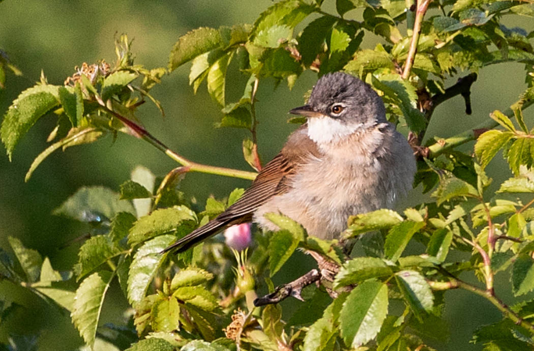 Canon Bird Branch Project | Biodiversity Initiatives | Activities at ...
