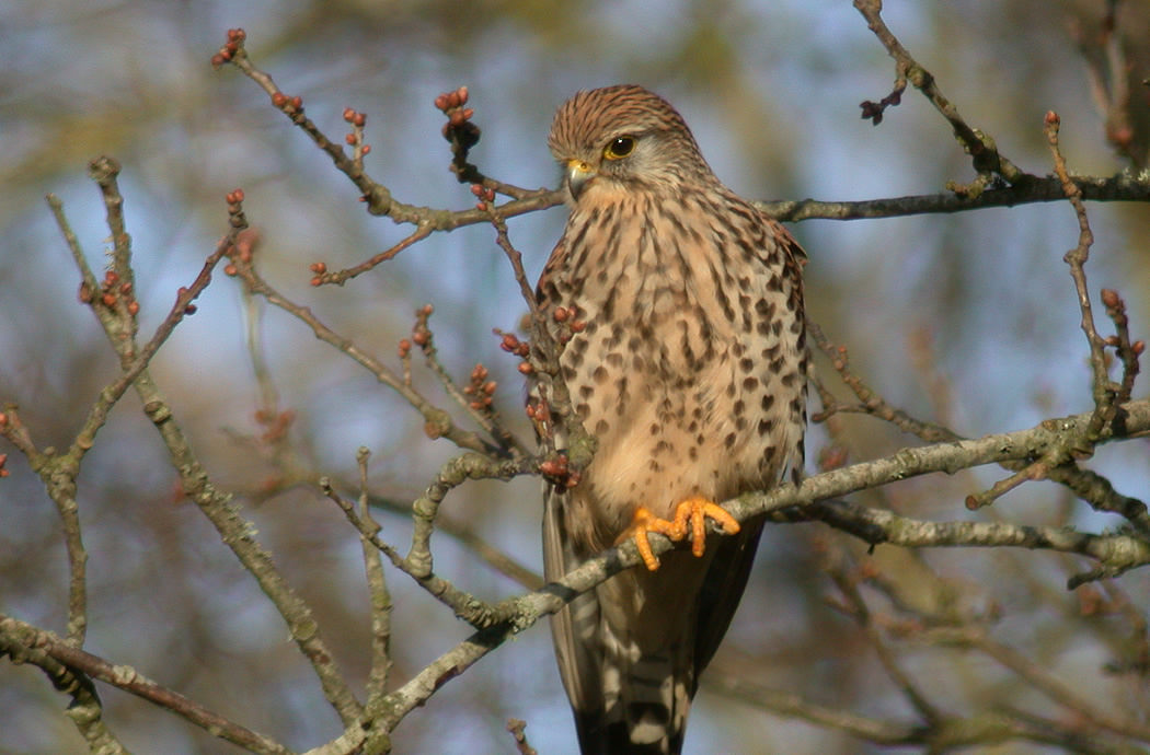 Canon Bird Branch Project | Biodiversity Initiatives | Activities at ...