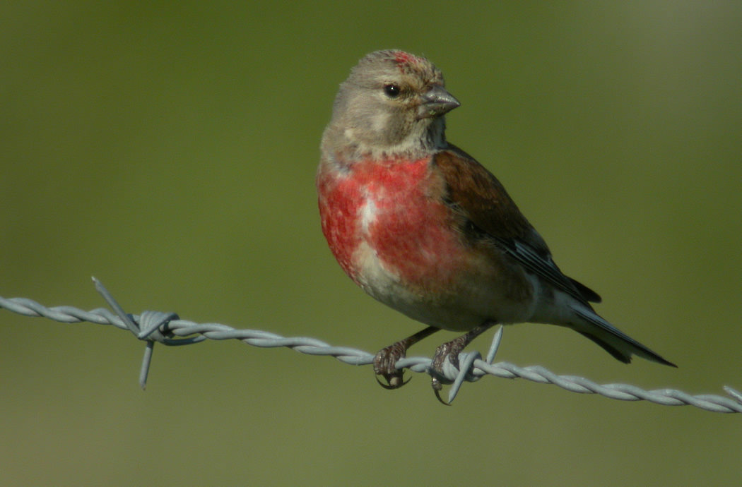 Canon Bird Branch Project | Biodiversity Initiatives | Activities at ...