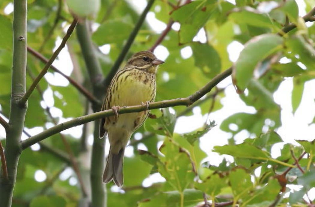 Canon Bird Branch Project | Biodiversity Initiatives | Activities at ...