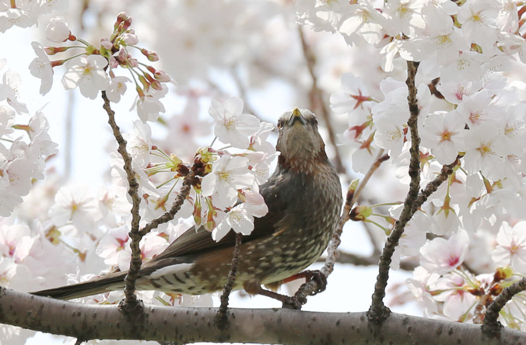 Canon Bird Branch Project | Biodiversity Initiatives | Activities at ...