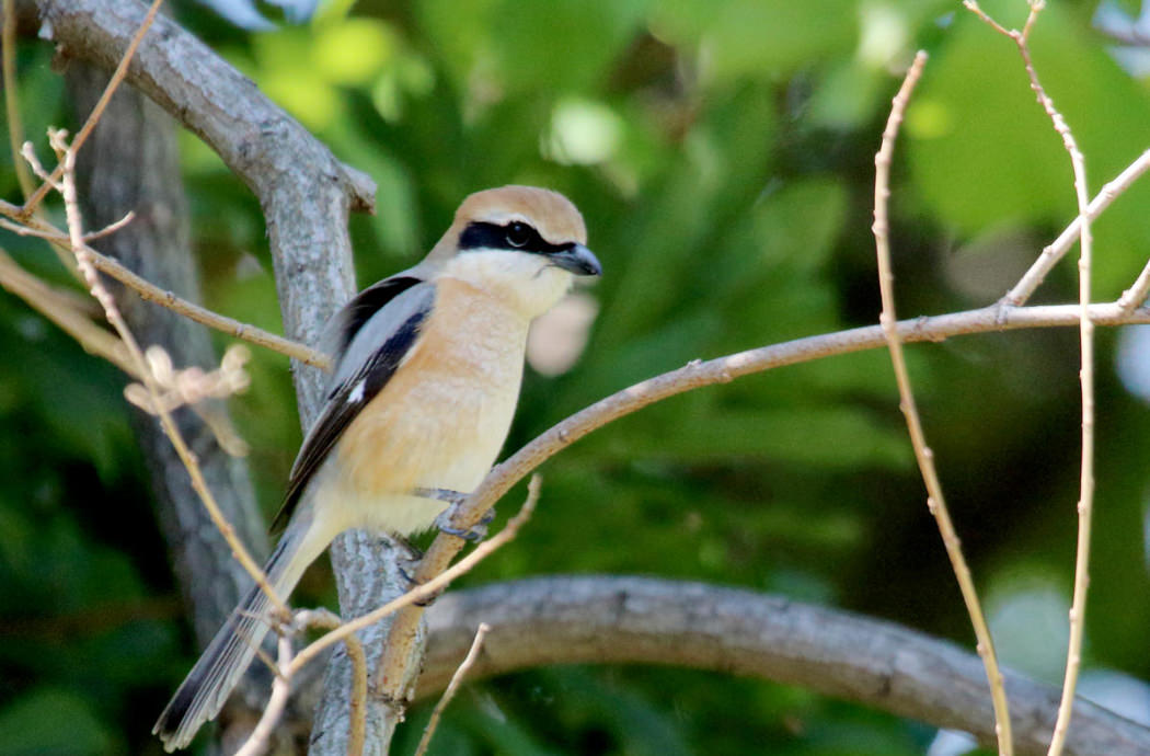 Canon Bird Branch Project | Biodiversity Initiatives | Activities at ...