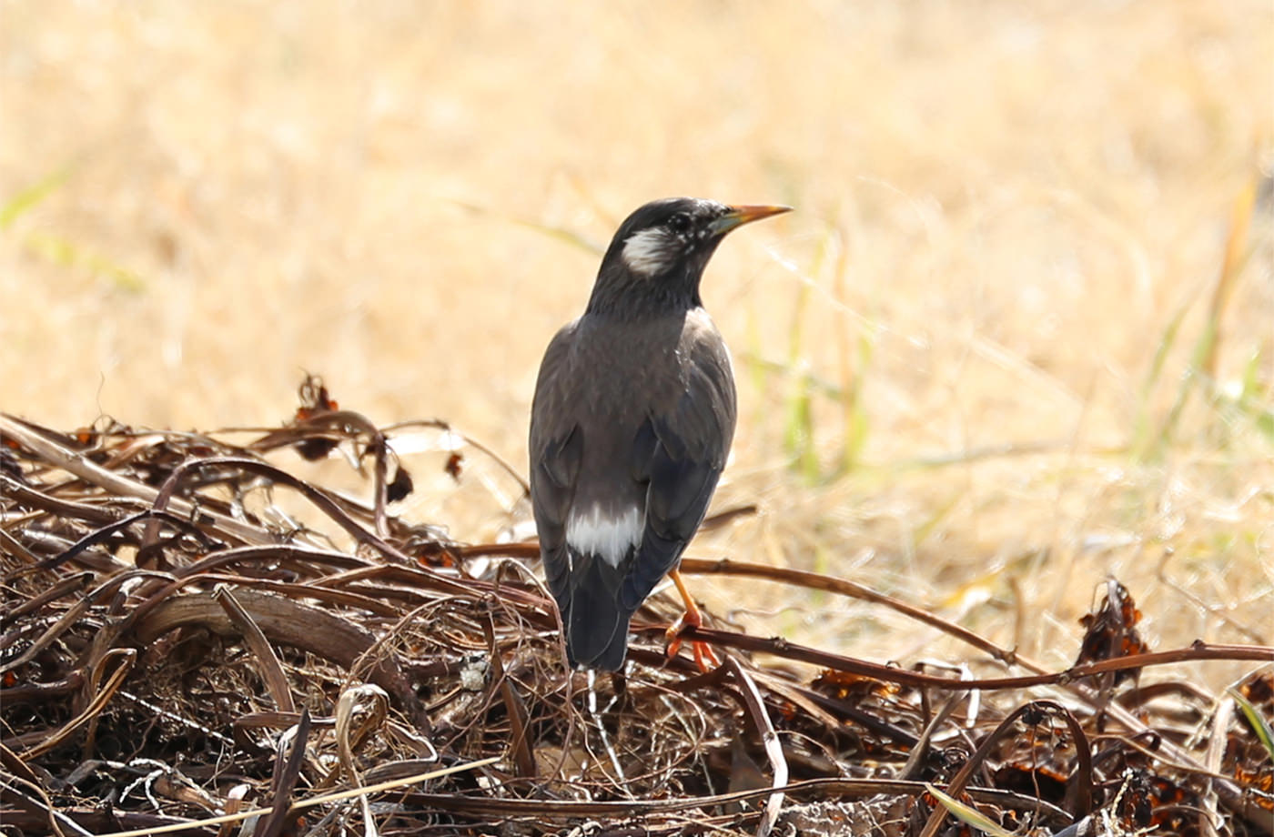 Canon Bird Branch Project | Biodiversity Initiatives | Activities at ...