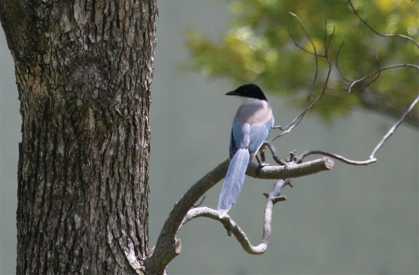 Canon Bird Branch Project | Biodiversity Initiatives | Activities at ...