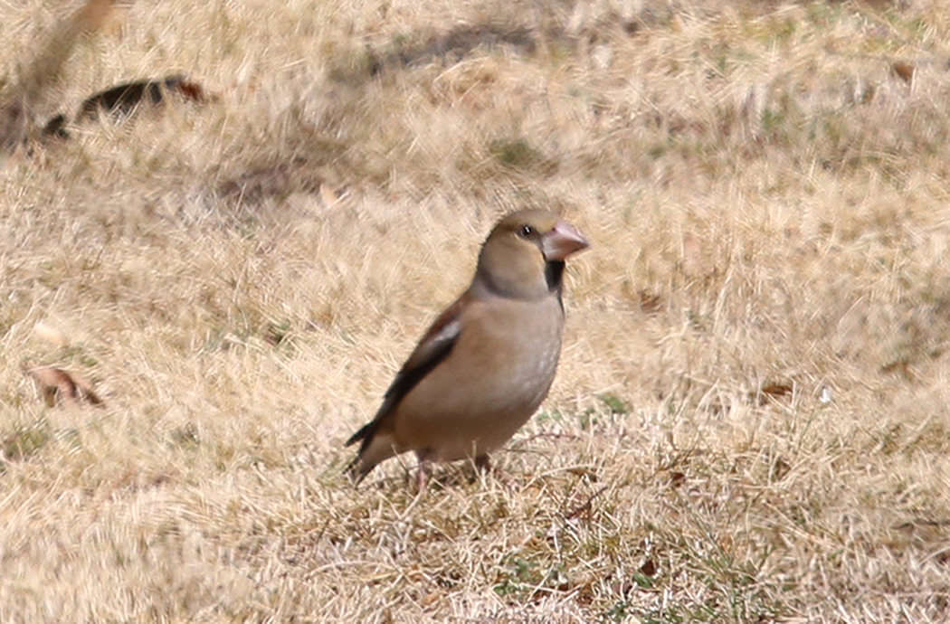 Canon Bird Branch Project | Biodiversity Initiatives | Activities at ...