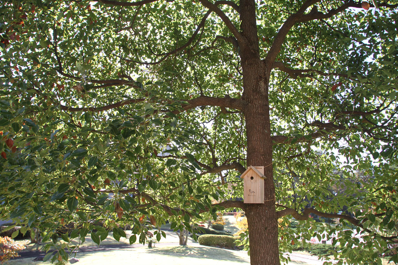 Canon Bird Branch Project | Biodiversity Initiatives | Activities at ...