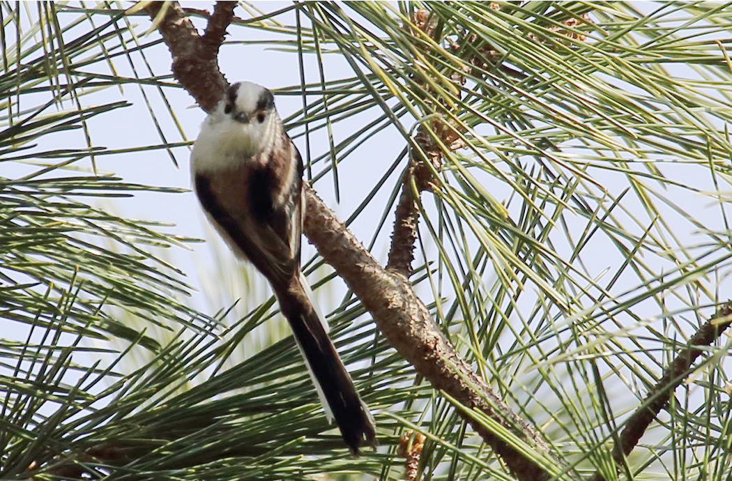 Canon Bird Branch Project | Biodiversity Initiatives | Activities at ...