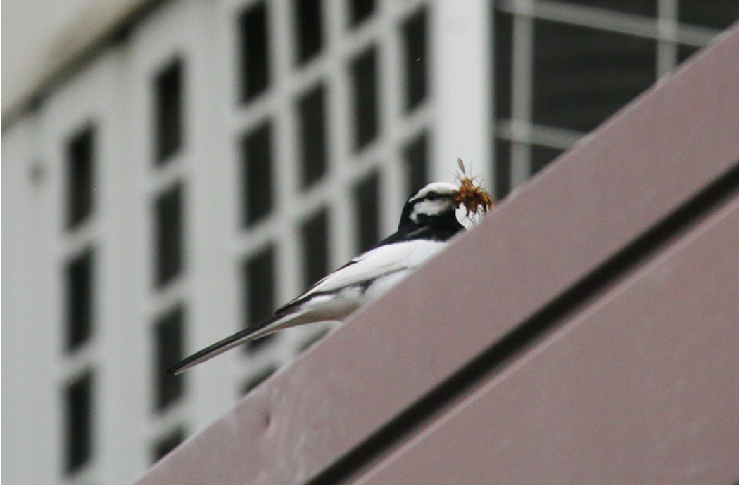 Canon Bird Branch Project | Biodiversity Initiatives | Activities at ...