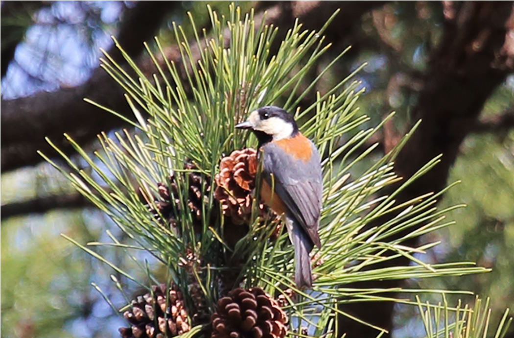 Canon Bird Branch Project | Biodiversity Initiatives | Activities at ...