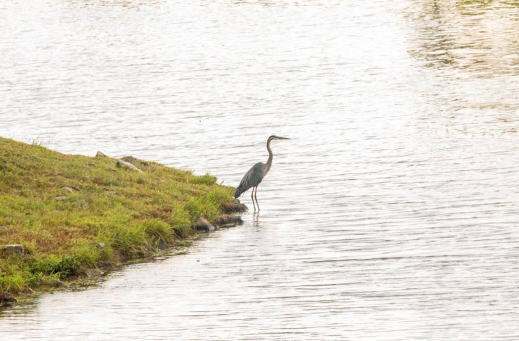 Canon Bird Branch Project | Biodiversity Initiatives | Activities at ...