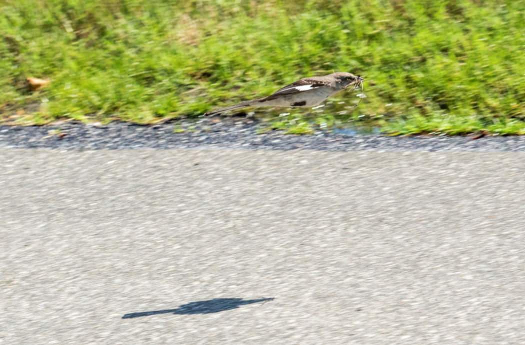 Canon Bird Branch Project | Biodiversity Initiatives | Activities at ...