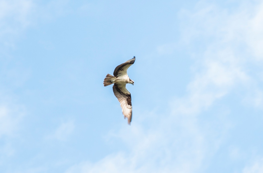 Canon Bird Branch Project | Biodiversity Initiatives | Activities at ...