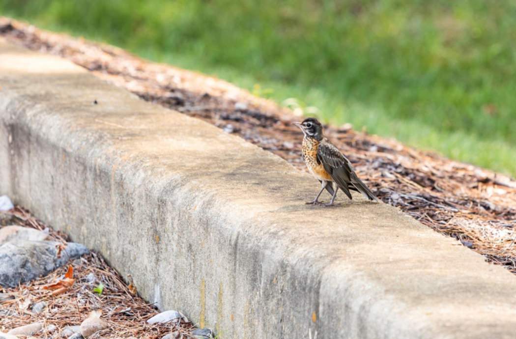 Canon Bird Branch Project | Biodiversity Initiatives | Activities at ...