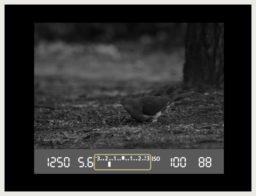 Canon Bird Branch Project | Biodiversity Initiatives | How to ...