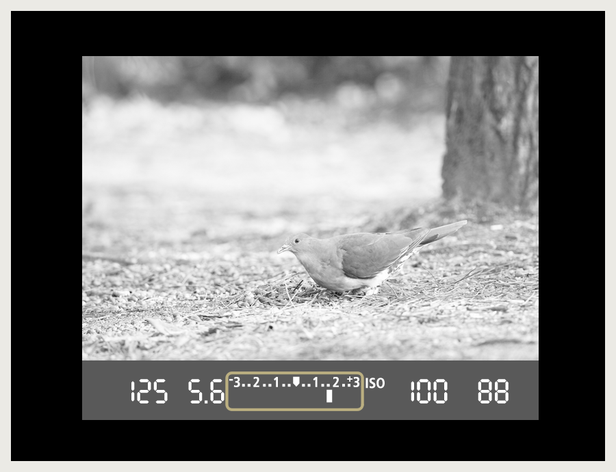 Canon Bird Branch Project | Biodiversity Initiatives | How to ...