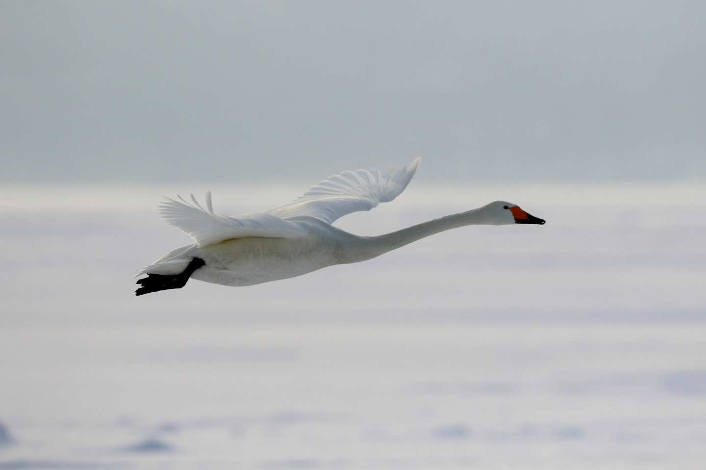 Canon Bird Branch Project | Biodiversity Initiatives | How to ...