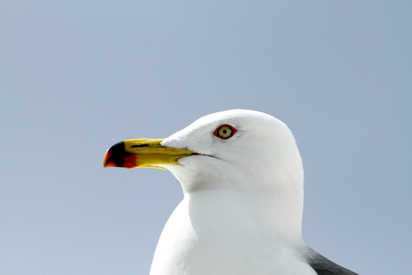 Canon Bird Branch Project | Biodiversity Initiatives | How to ...