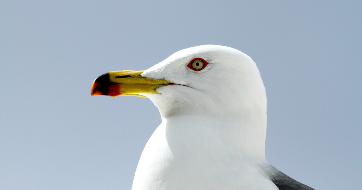 Canon Bird Branch Project | Biodiversity Initiatives | How to ...