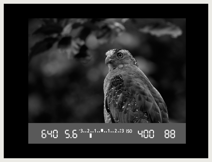 Canon Bird Branch Project | Biodiversity Initiatives | How to ...