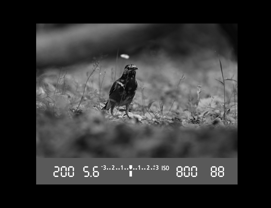 Canon Bird Branch Project | Biodiversity Initiatives | How to ...