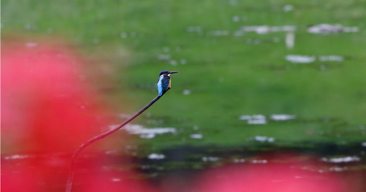 Canon Bird Branch Project | Biodiversity Initiatives | How to ...