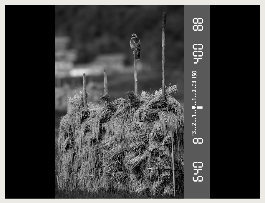 Canon Bird Branch Project | Biodiversity Initiatives | How to ...