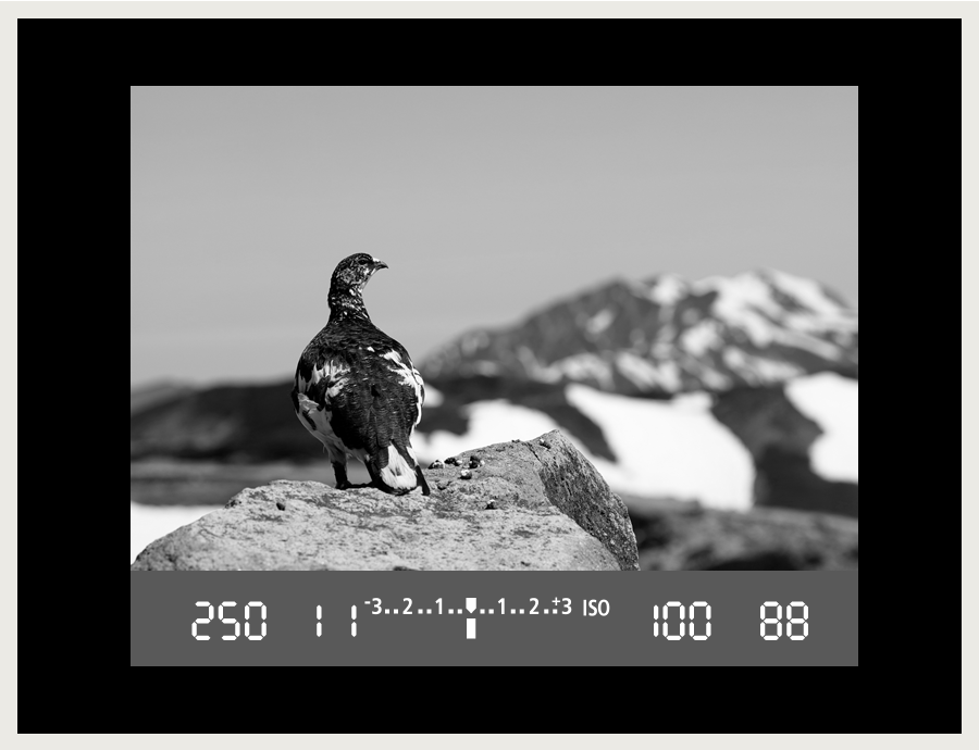 Canon Bird Branch Project | Biodiversity Initiatives | How to ...