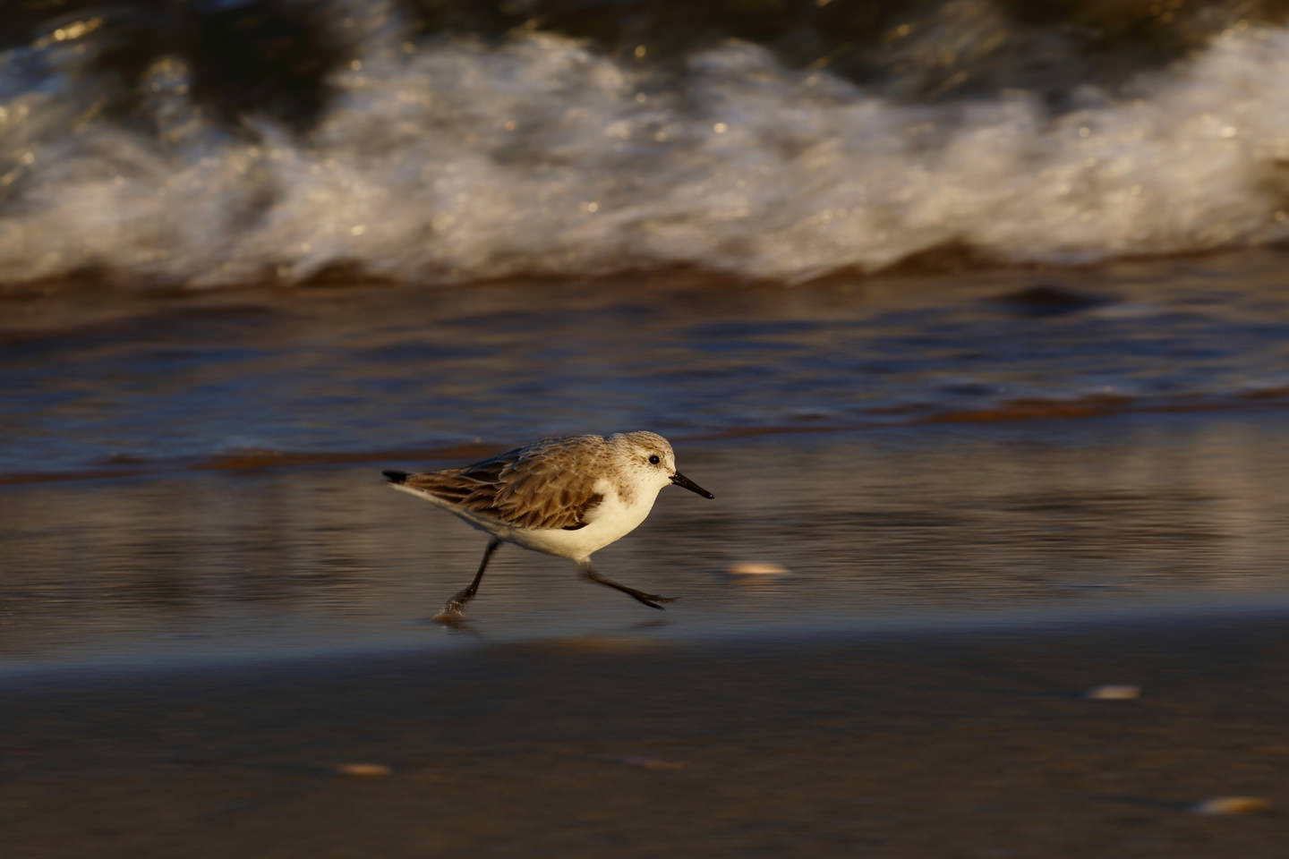 Canon Bird Branch Project | Biodiversity Initiatives | How to ...