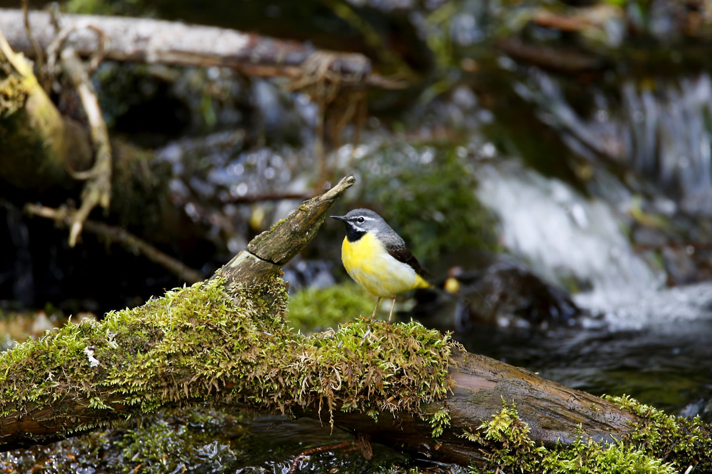 Canon Bird Branch Project | Biodiversity Initiatives | How to ...