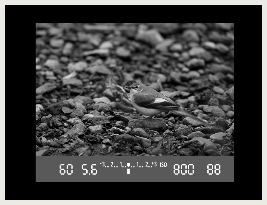 Canon Bird Branch Project | Biodiversity Initiatives | How to ...