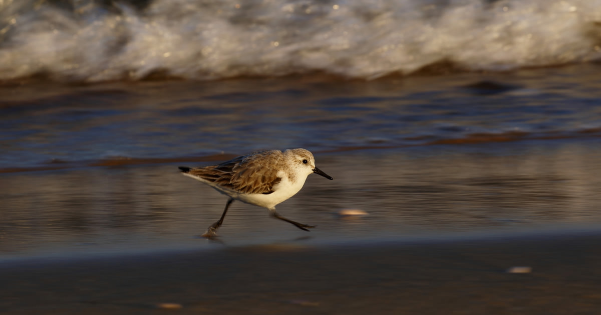 Canon Bird Branch Project | Biodiversity Initiatives | How to ...