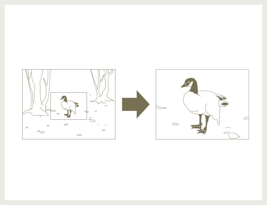 Canon Bird Branch Project | Biodiversity Initiatives | How to ...