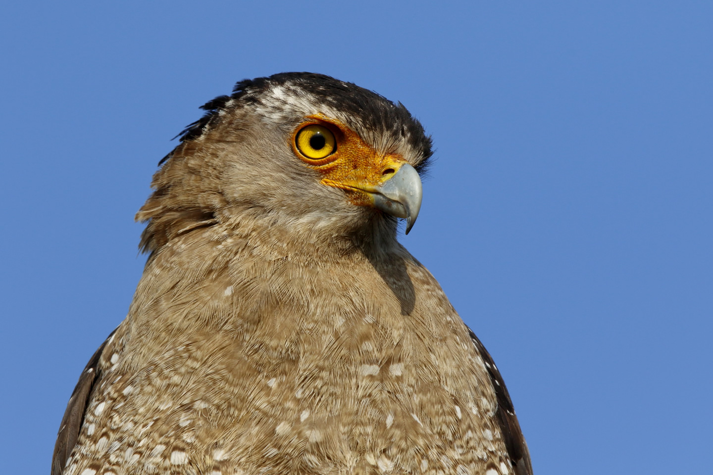 Canon Bird Branch Project | Biodiversity Initiatives | How to ...