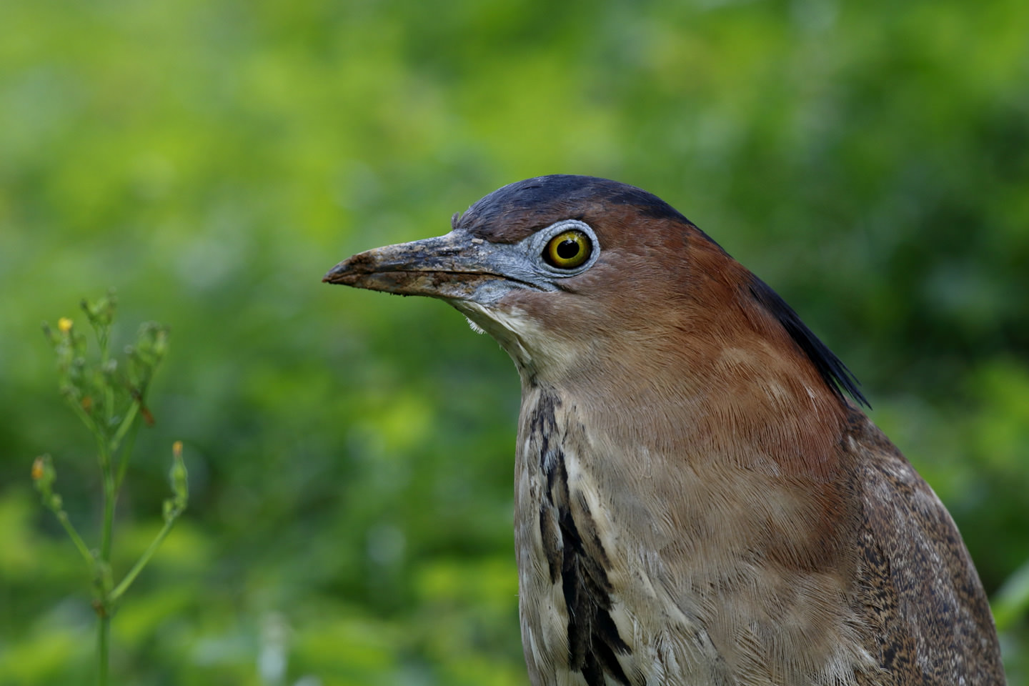 Canon Bird Branch Project | Biodiversity Initiatives | How to ...
