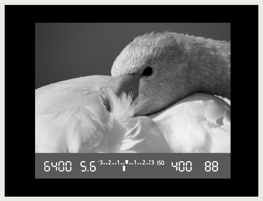 Canon Bird Branch Project | Biodiversity Initiatives | How to ...