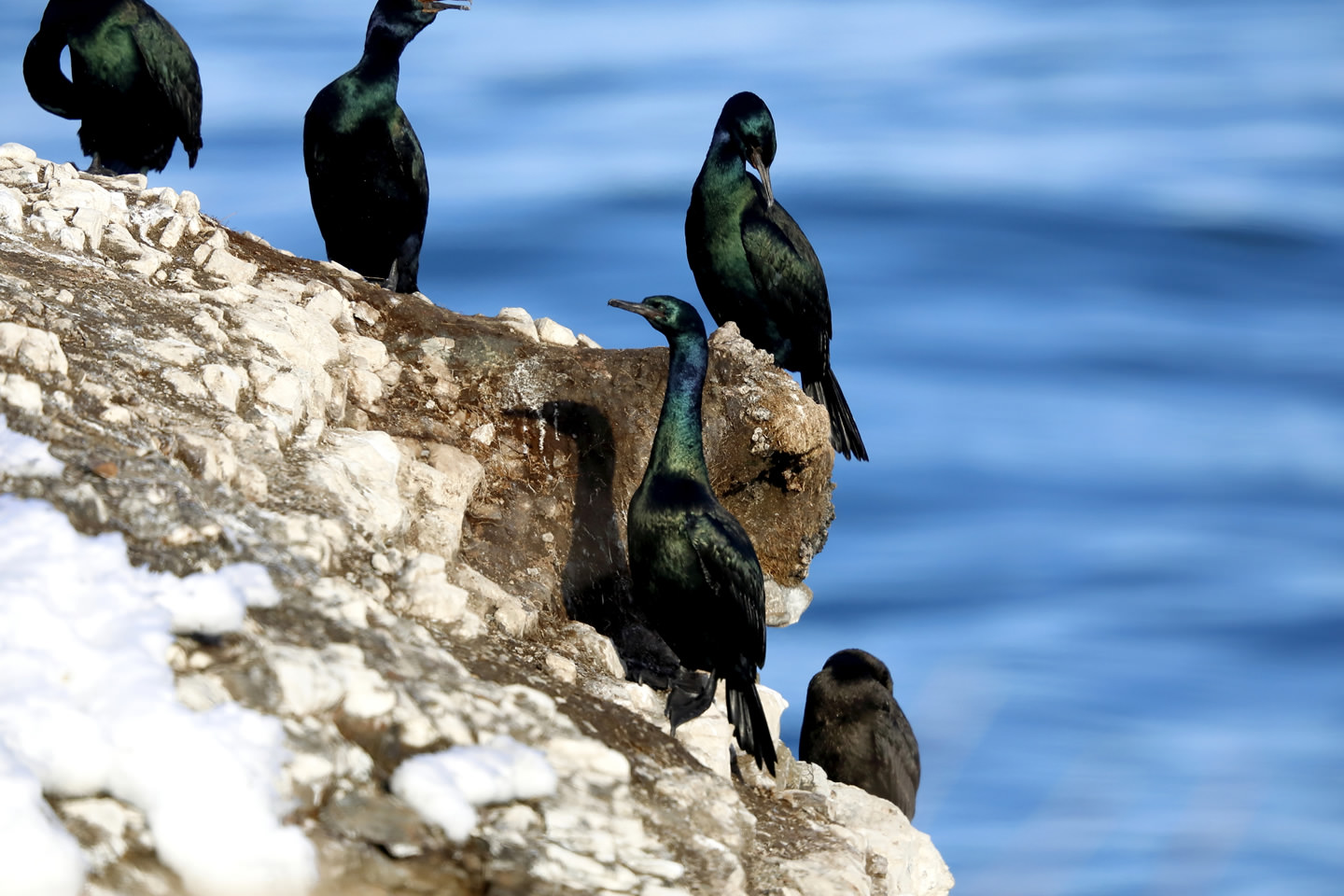 Canon Bird Branch Project | Biodiversity Initiatives | How to ...