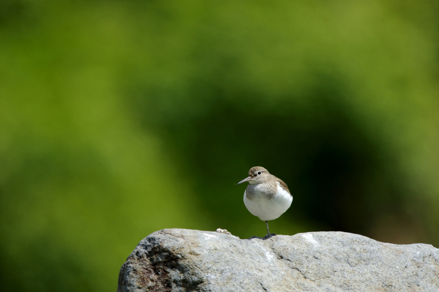 Canon Bird Branch Project | Biodiversity Initiatives | How to ...