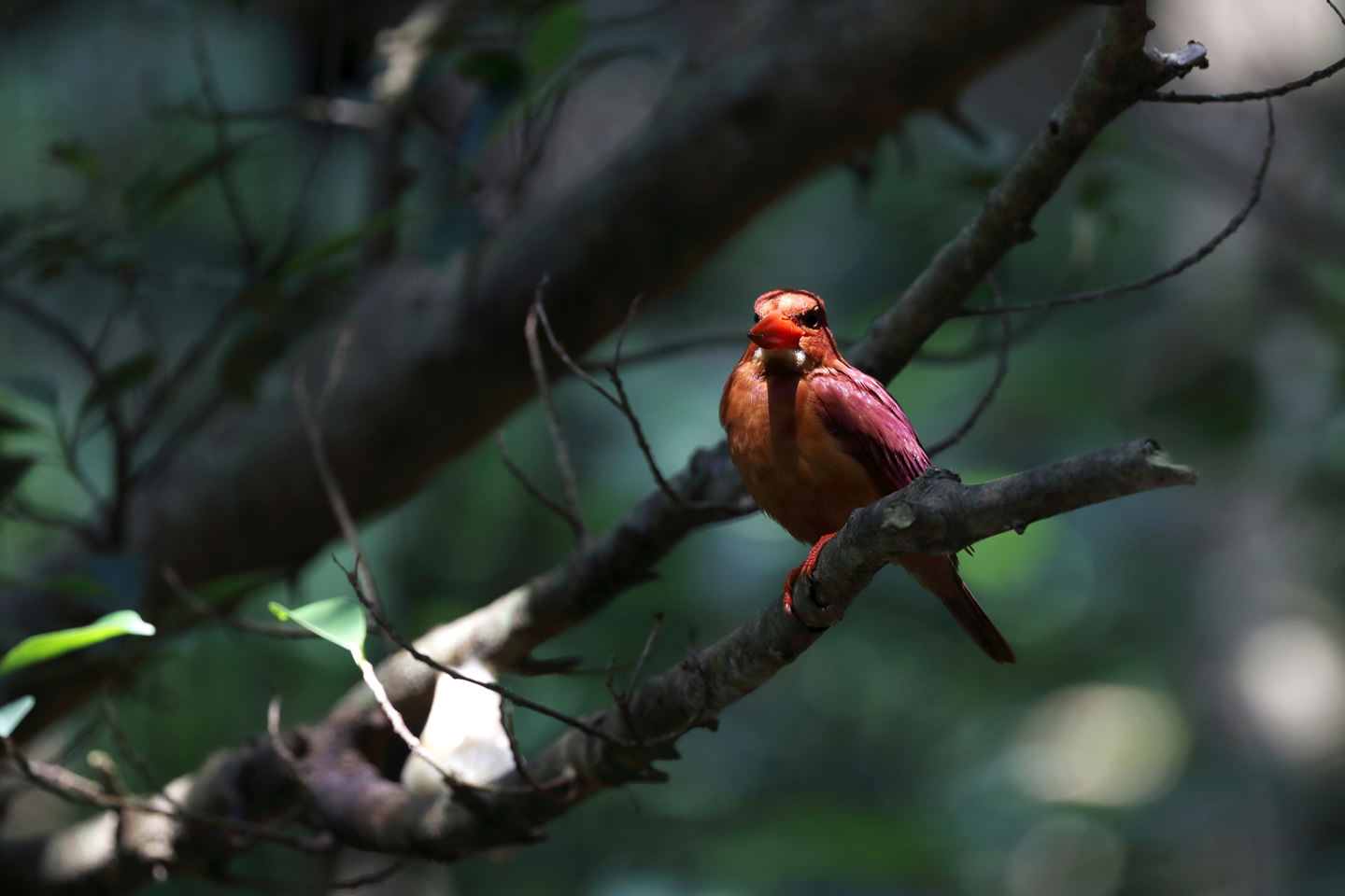 Canon Bird Branch Project | Biodiversity Initiatives | How to ...