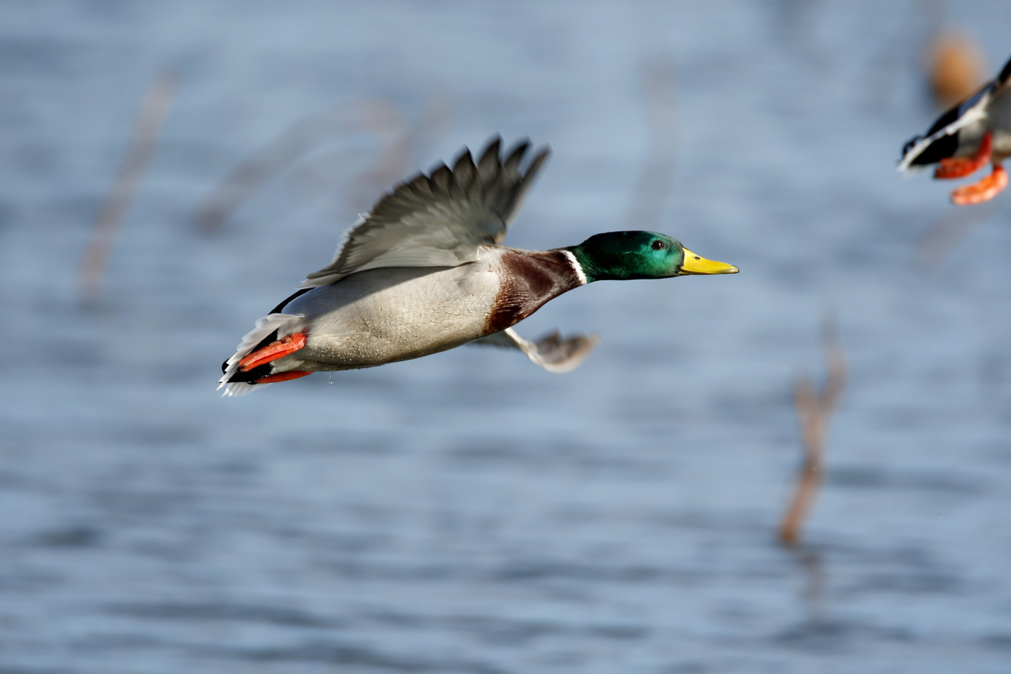 Canon Bird Branch Project | Biodiversity Initiatives | How to ...