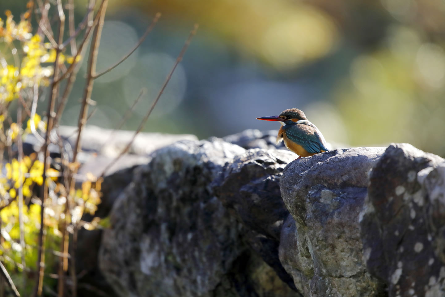 Canon Bird Branch Project | Biodiversity Initiatives | How to ...