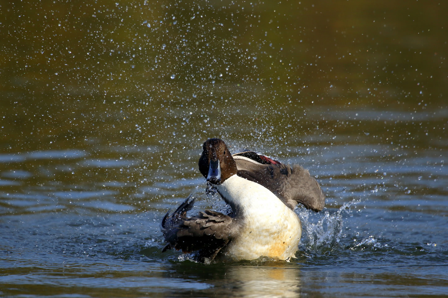 Canon Bird Branch Project | Biodiversity Initiatives | How to ...