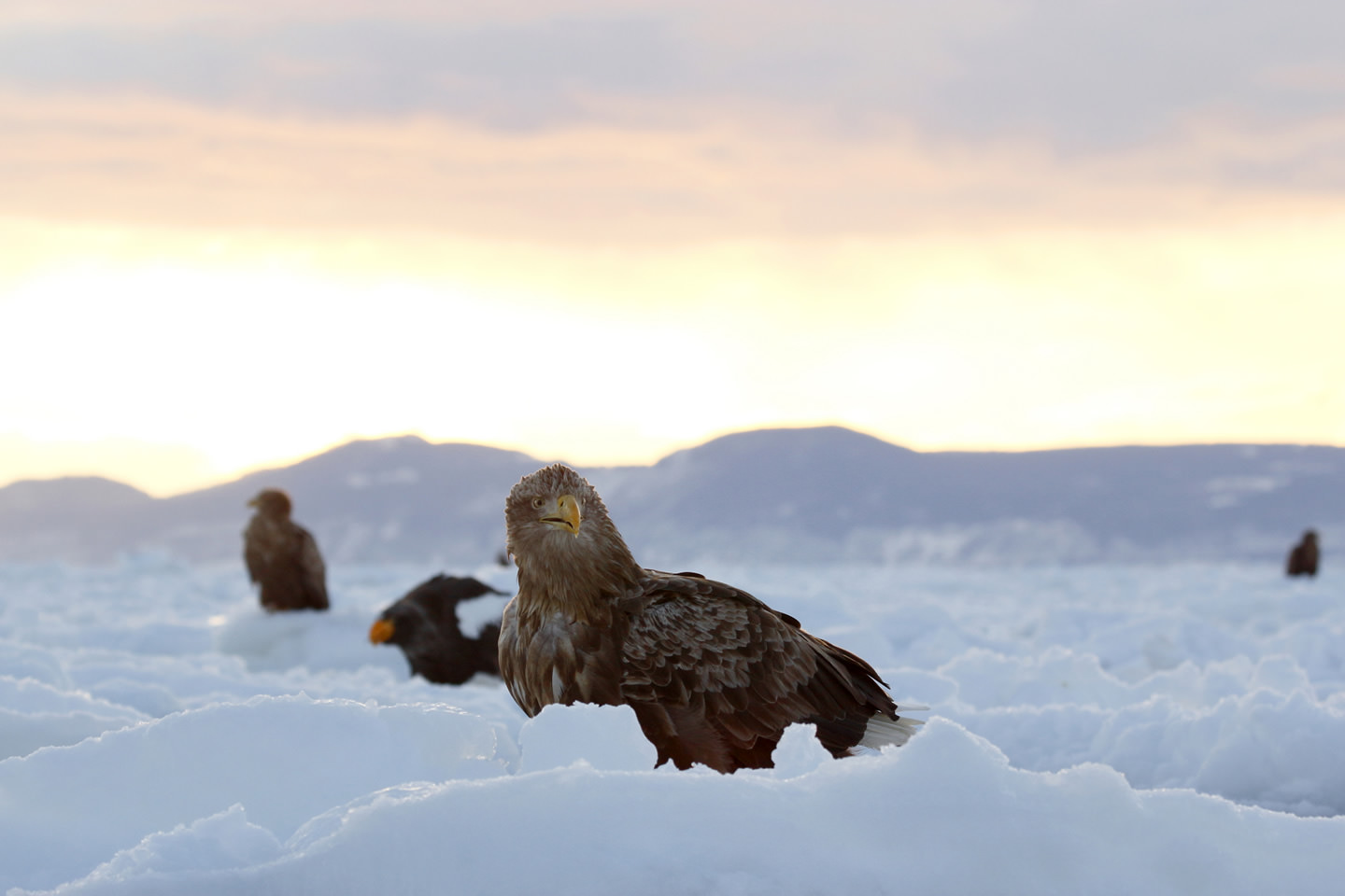 Canon Bird Branch Project | Biodiversity Initiatives | How to ...