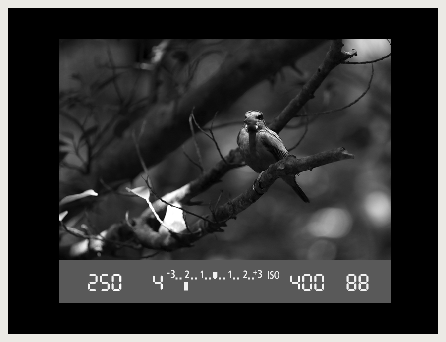 Canon Bird Branch Project | Biodiversity Initiatives | How to ...