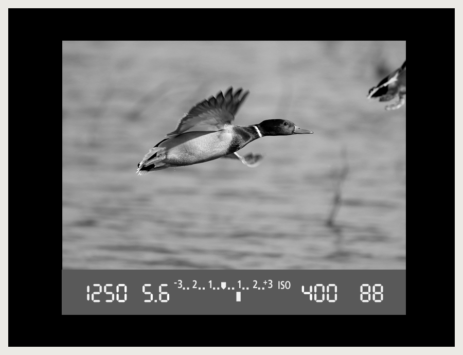 Canon Bird Branch Project | Biodiversity Initiatives | How to ...