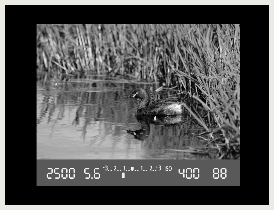 Canon Bird Branch Project | Biodiversity Initiatives | How to ...