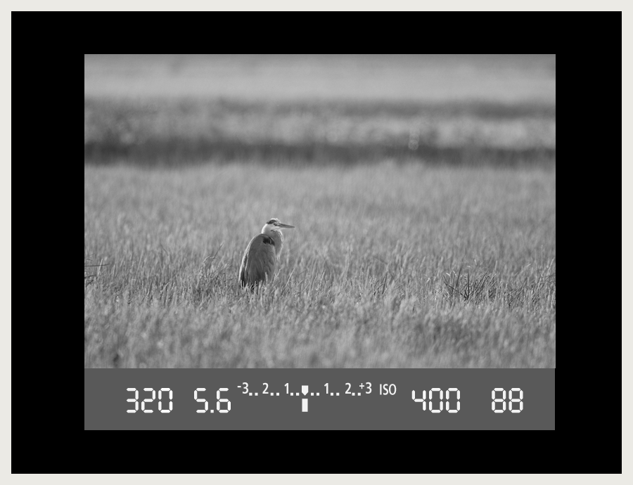 Canon Bird Branch Project | Biodiversity Initiatives | How to ...