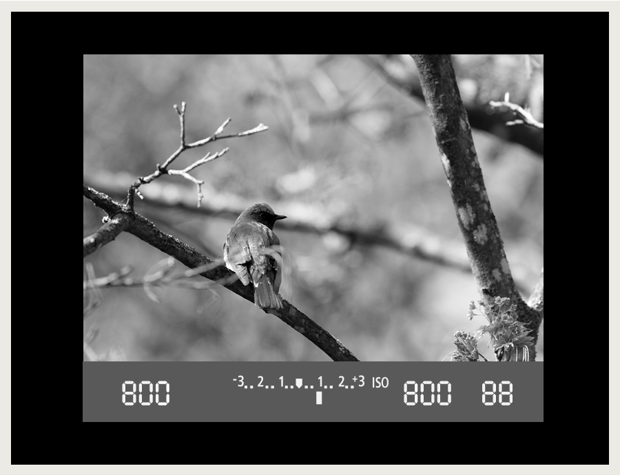 Canon Bird Branch Project | Biodiversity Initiatives | How to ...